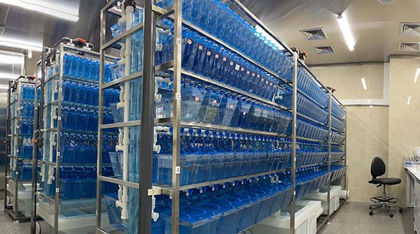 Our African killifish facility is under the final test – The Wang Lab